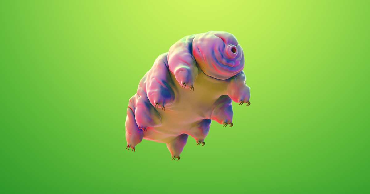 Moss Piglet - Geelong Arts Centre